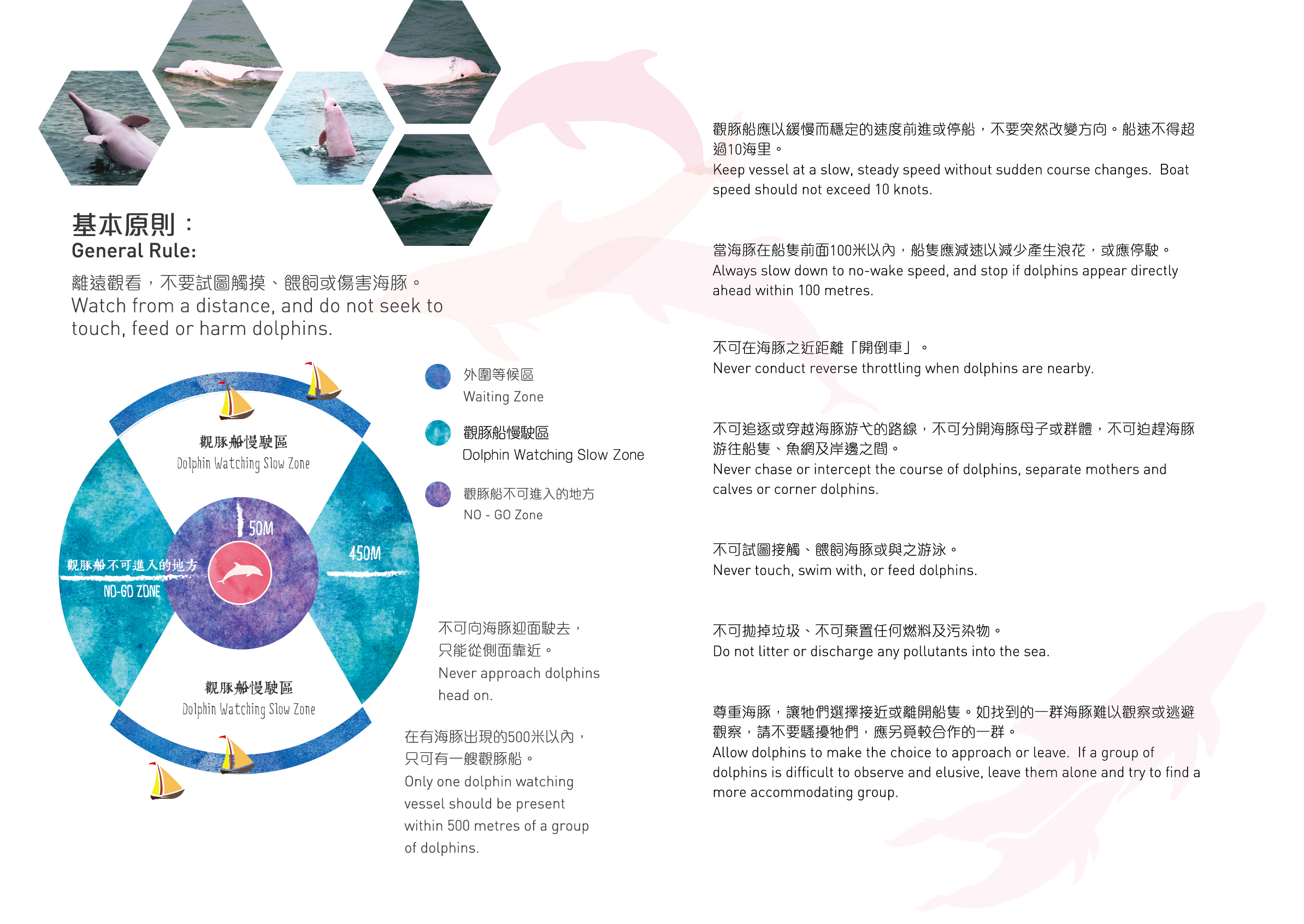 Chinese White Dolphin