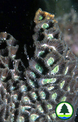 Hong Kong Corals & the Associated Marine Life