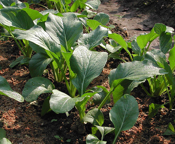 Local common vegetable crops