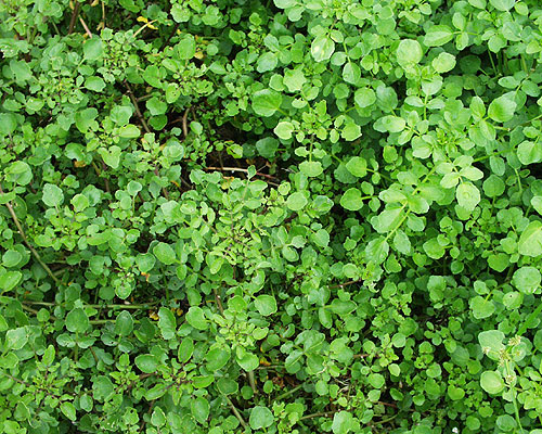 Local common vegetable crops