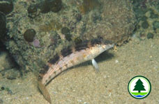 Hong Kong Corals & the Associated Marine Life