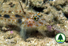 Hong Kong Corals & the Associated Marine Life