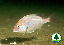 Hong Kong Corals & the Associated Marine Life
