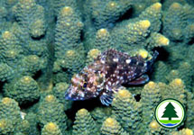 Hong Kong Corals & the Associated Marine Life