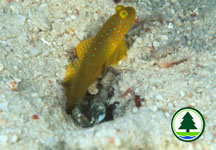 Hong Kong Corals & the Associated Marine Life