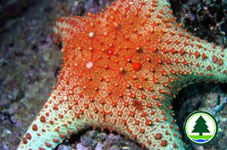 Hong Kong Corals & the Associated Marine Life
