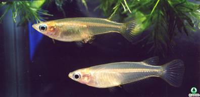 [Ficha] Oryzias curvinotus (pez de los arrozales de Malabar)