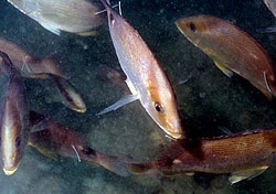 Conservation of fisheries resources