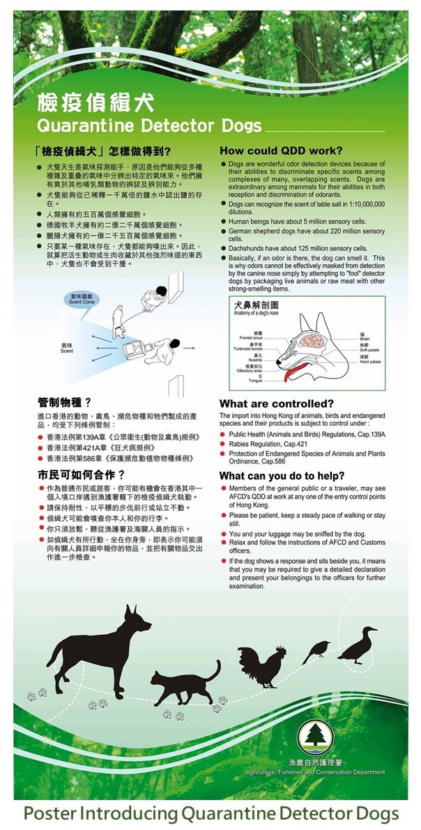 What Does It Mean When A Dog Has To Be Quarantined