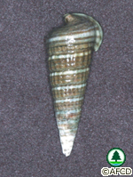 HK Biodiversity Database
