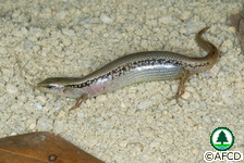 HK Biodiversity Database