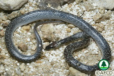 HK Biodiversity Database