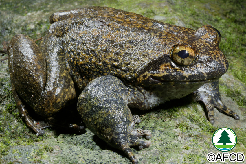 Hong Kong Biodiversity Online