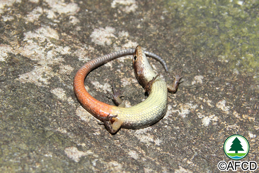 Hong Kong Biodiversity Online