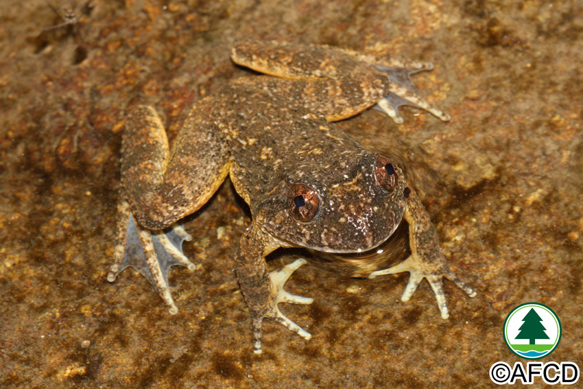 Hong Kong Biodiversity Online