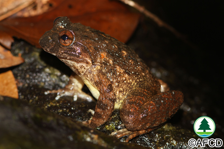 Hong Kong Biodiversity Online