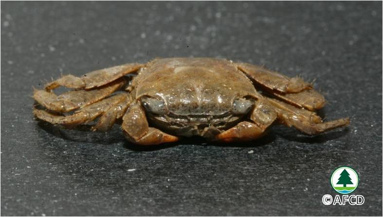 Hong Kong Biodiversity Online