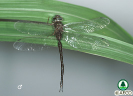 香港生物多樣性數據庫