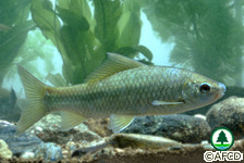 HK Biodiversity Database