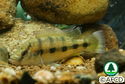 HK Biodiversity Database