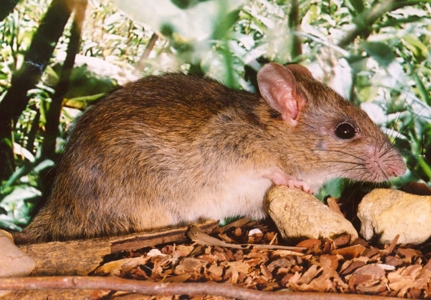 香港生物數據庫