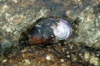 HK Biodiversity Database