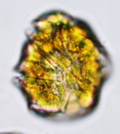 Hong Kong Red Tide Database