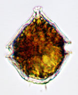 Hong Kong Red Tide Database